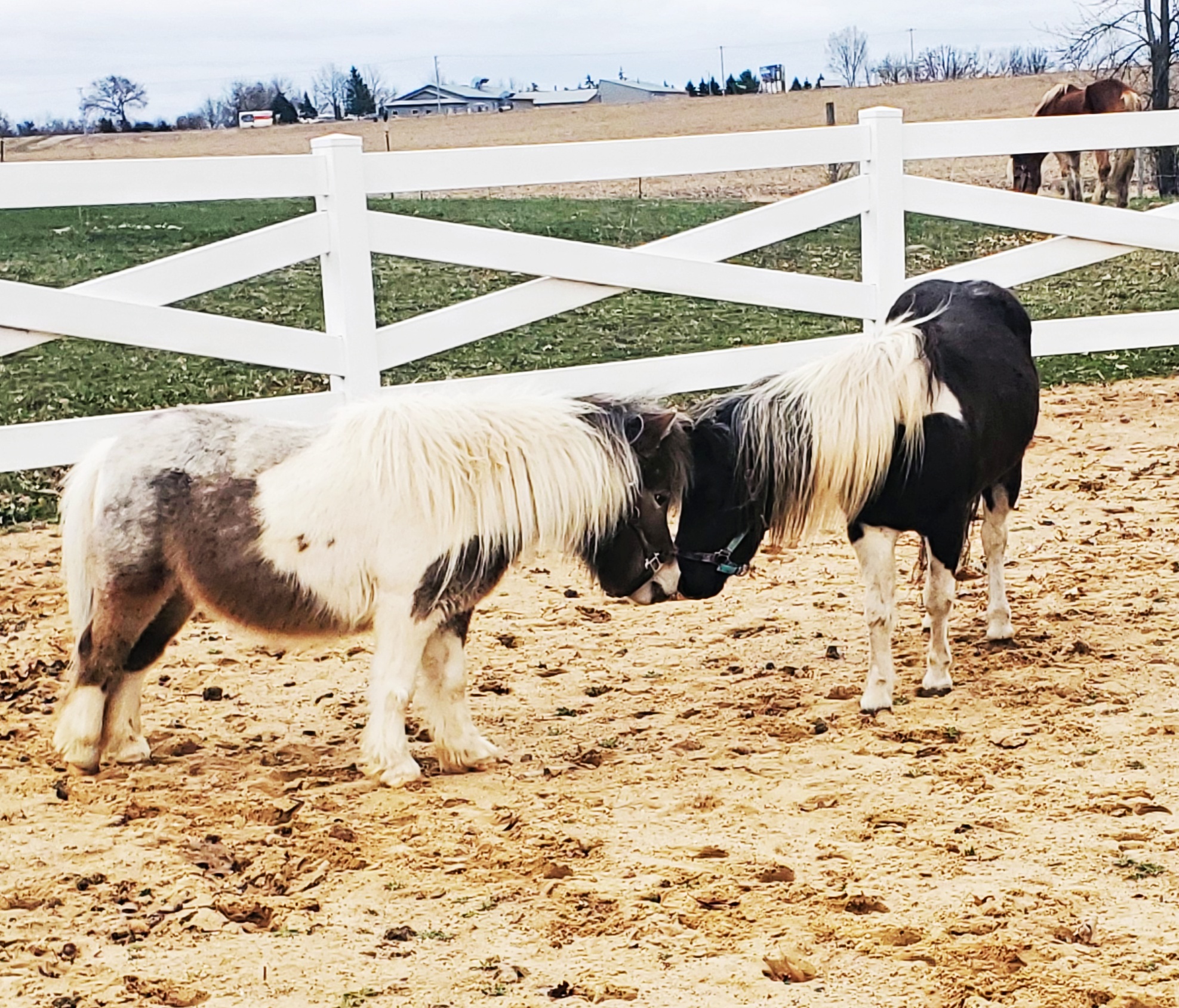 Meet Fancy the Miniature Horse – A Spotted Pony